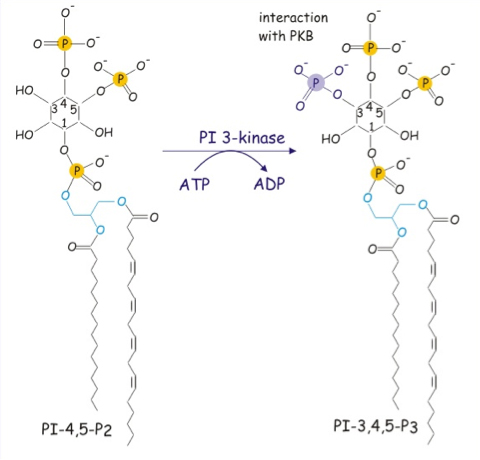 PI3K-AKT Signaling Pathway - Creative Diagnostics